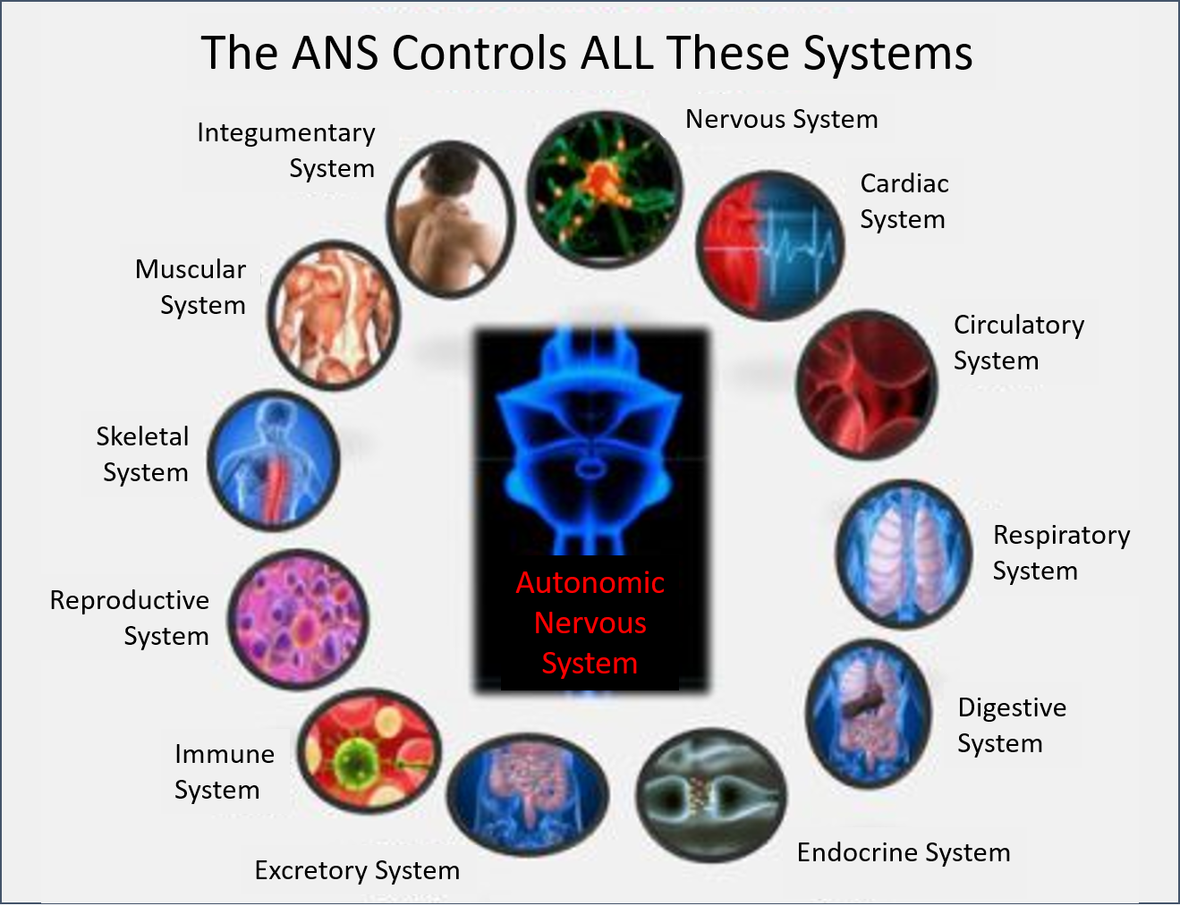 The Autonomic Nervous System and Survival Mode – Jim Fazio, LMT, CSI, UTP